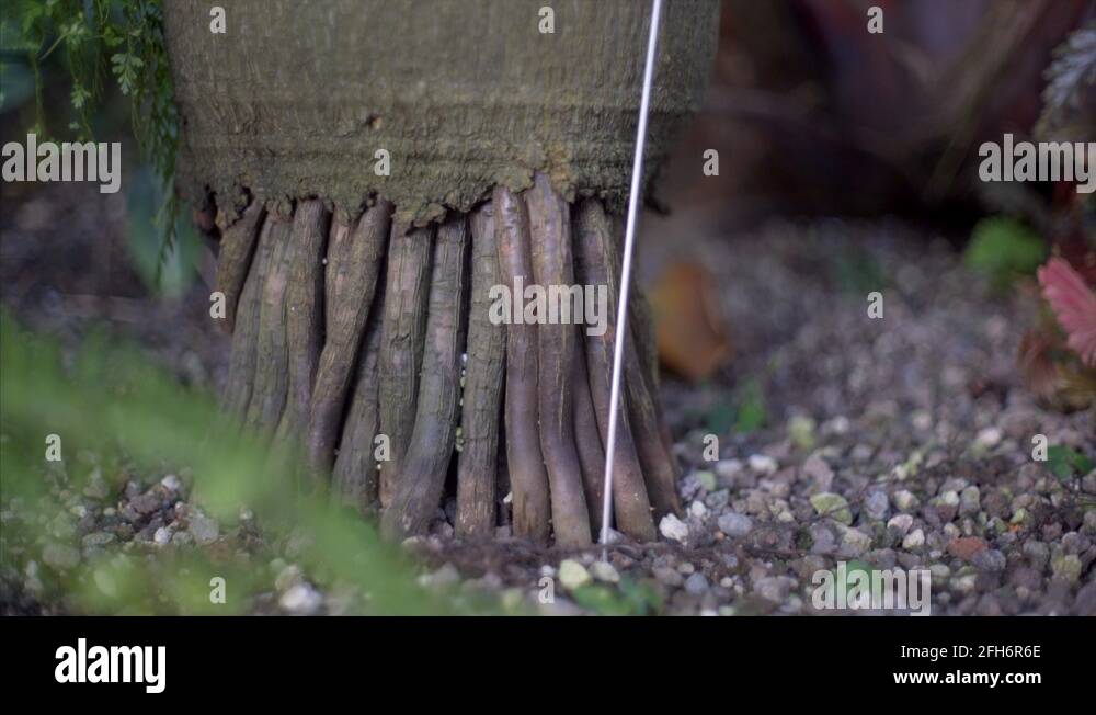 Shallow tree roots Stock Videos & Footage - HD and 4K Video Clips - Alamy