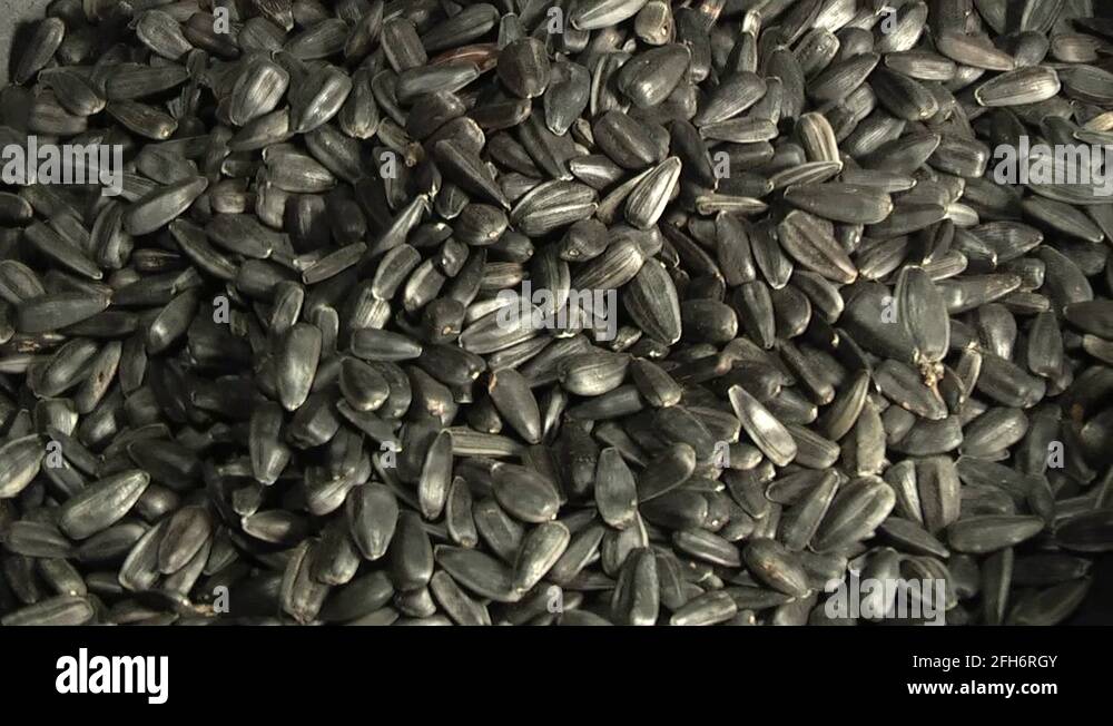 Seeds and shells Stock Videos & Footage - HD and 4K Video Clips - Alamy