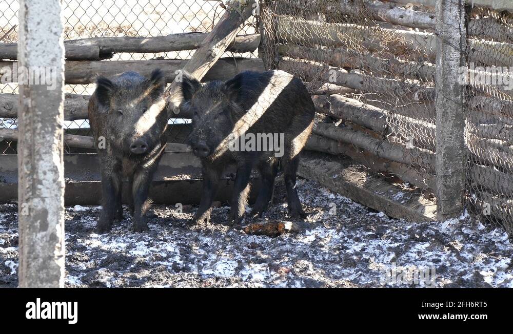 Farm for growing wild boars. Wild pigs in the pen Stock Video Footage ...