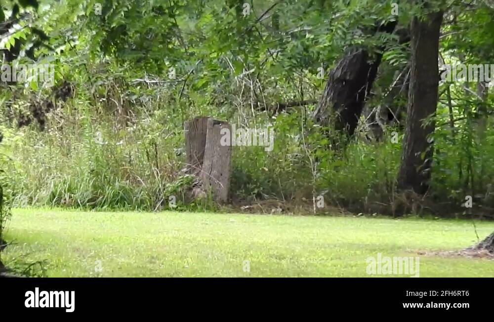 Smooth tree trunk Stock Videos & Footage - HD and 4K Video Clips - Alamy