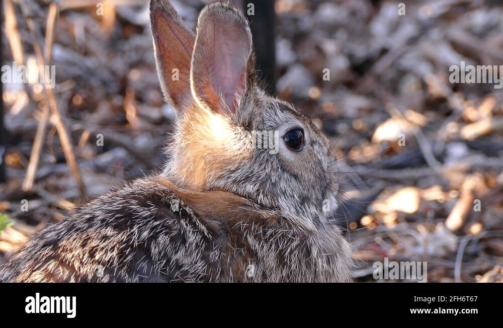 Rabbit camouflage Stock Videos & Footage - HD and 4K Video Clips - Alamy