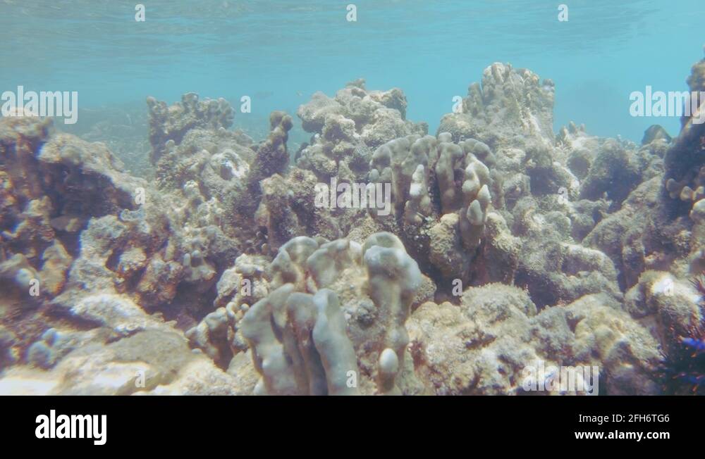 Starfish skeleton Stock Videos & Footage - HD and 4K Video Clips - Alamy