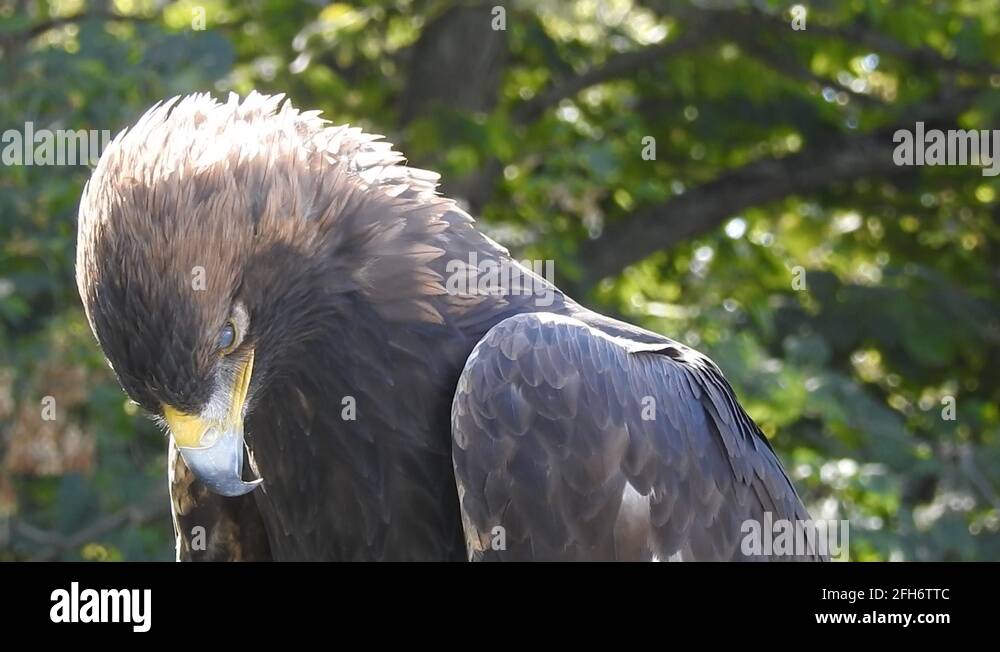 Sleeping hawk Stock Videos & Footage - HD and 4K Video Clips - Alamy
