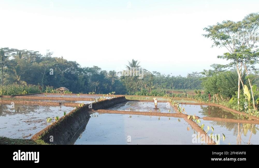 Making paddy field Stock Videos & Footage - HD and 4K Video Clips - Alamy