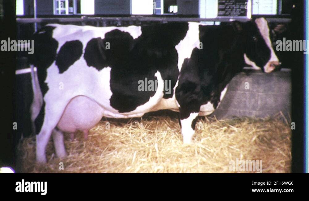 Milk cow udders Stock Videos & Footage - HD and 4K Video Clips - Alamy