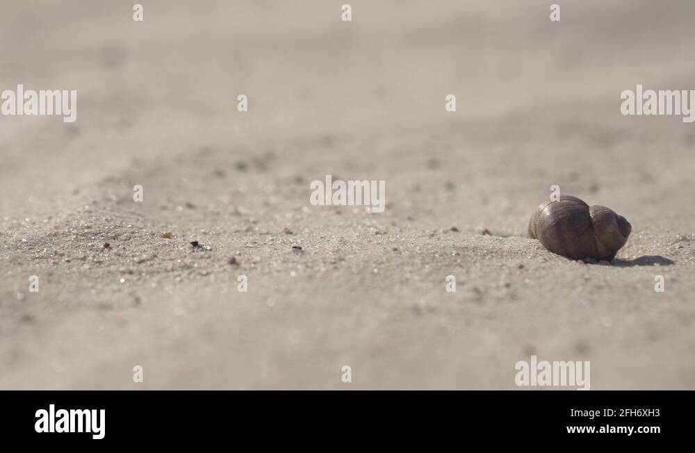 Sea snail shell white Stock Videos & Footage - HD and 4K Video Clips ...