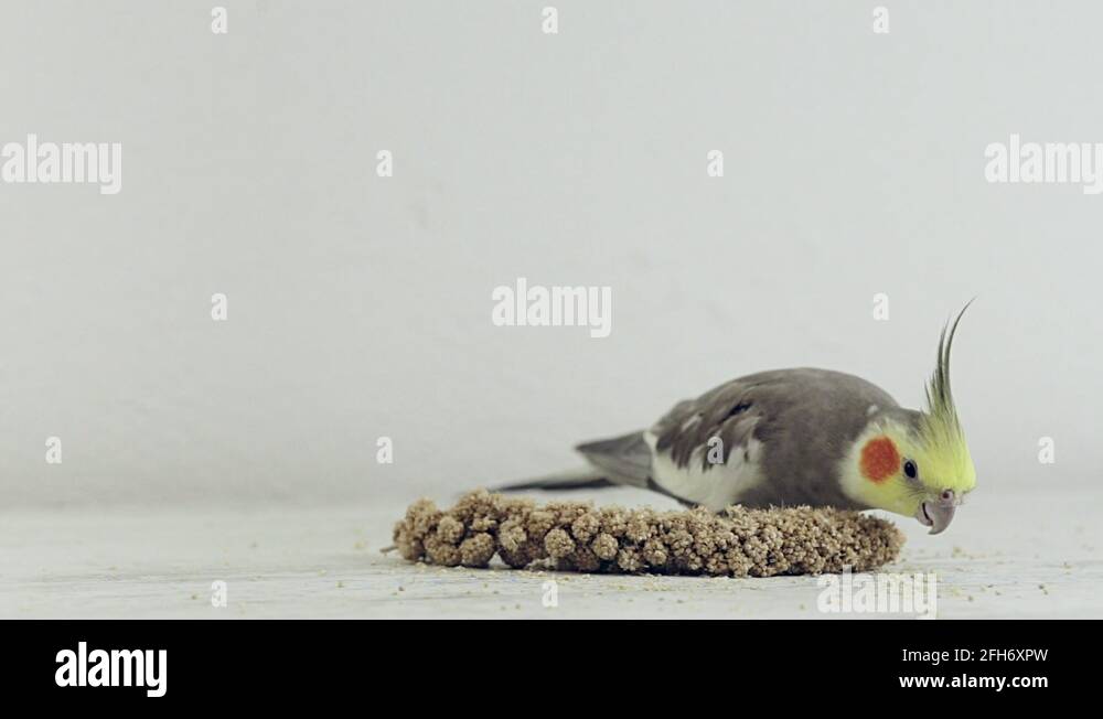 Cockatiel parrot eating milet seeds on a white background Stock Video ...
