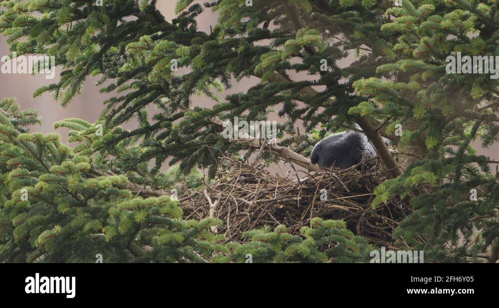 Raven sticks Stock Videos & Footage - HD and 4K Video Clips - Alamy