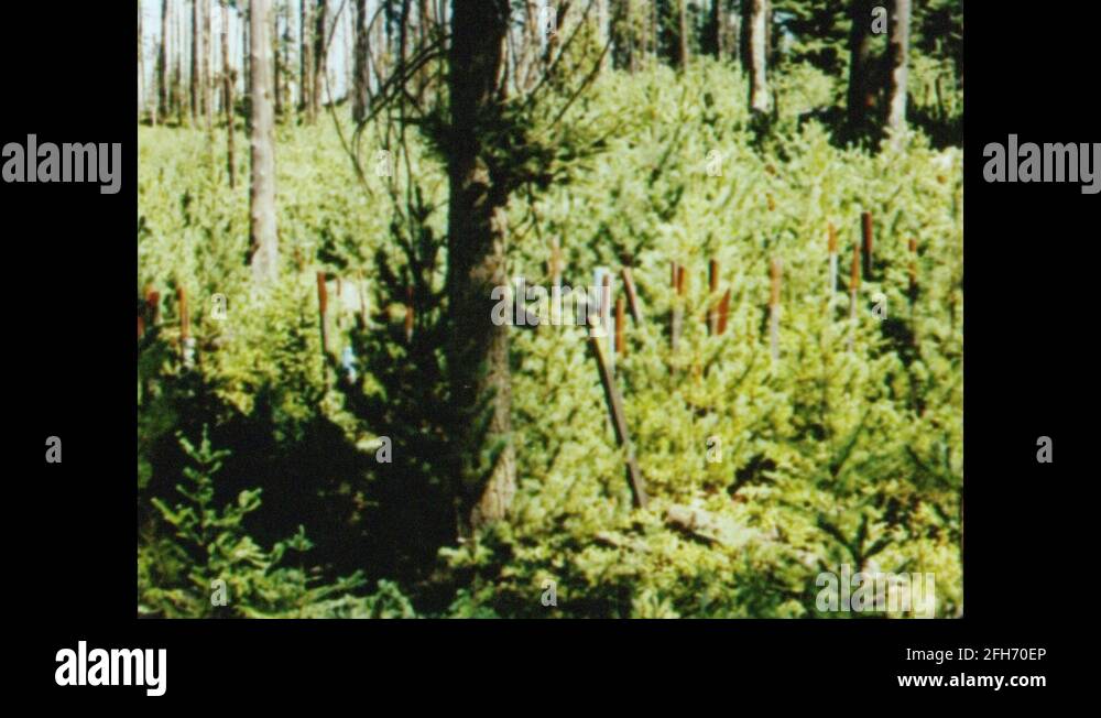 1950s: Forest research plot, many dense young evergreen trees, orange ...