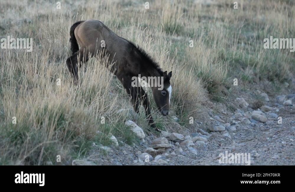 Hopping down Stock Videos & Footage - HD and 4K Video Clips - Alamy