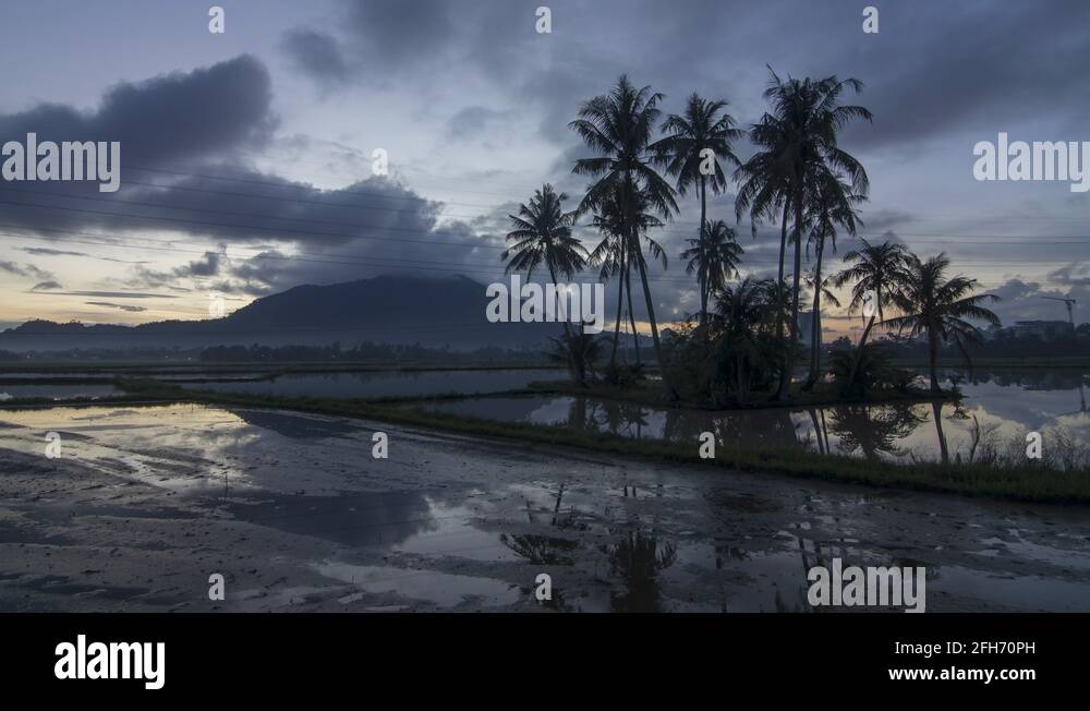 Coconut tree with land Stock Videos & Footage - HD and 4K Video Clips ...