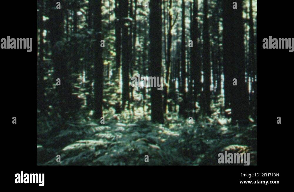 Conifer stand Stock Videos & Footage - HD and 4K Video Clips - Alamy