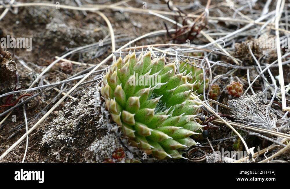 Like cactus Stock Videos & Footage - HD and 4K Video Clips - Alamy
