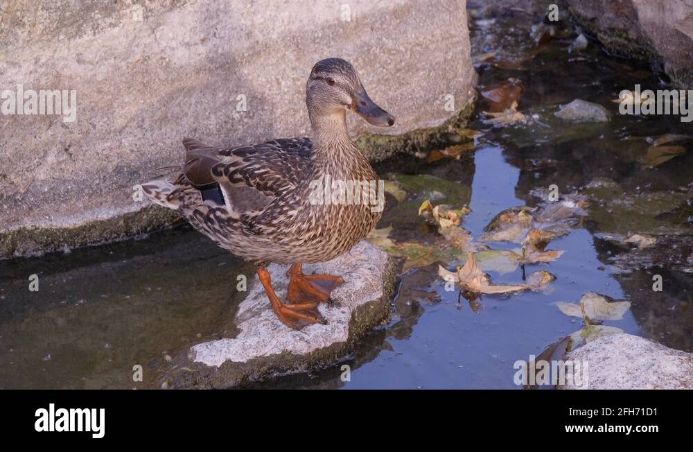 Female duck stands Stock Videos & Footage - HD and 4K Video Clips - Alamy