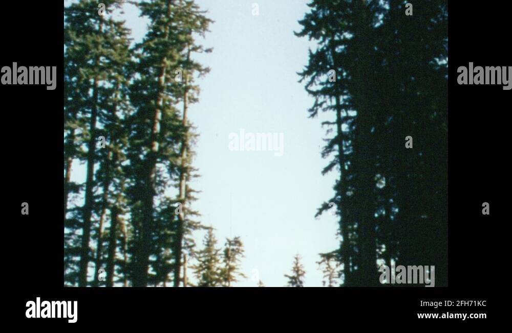 One tall tree Stock Videos & Footage - HD and 4K Video Clips - Alamy