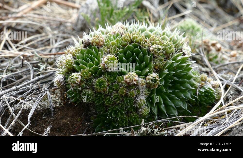 Like cactus Stock Videos & Footage - HD and 4K Video Clips - Alamy