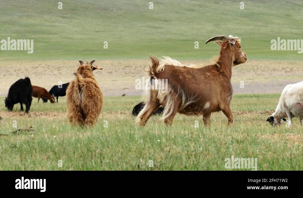 Sheep and cattle goats grazing Stock Videos & Footage - HD and 4K Video ...