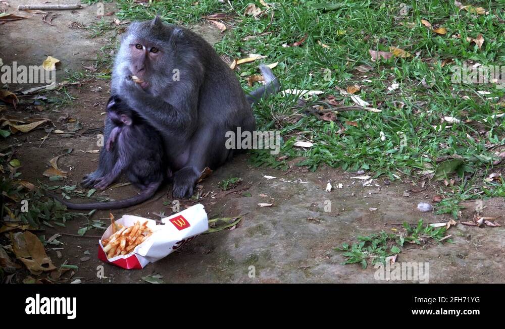 macaque monkeys eating mcdonalds fries at uluwatu temple in bali Stock ...