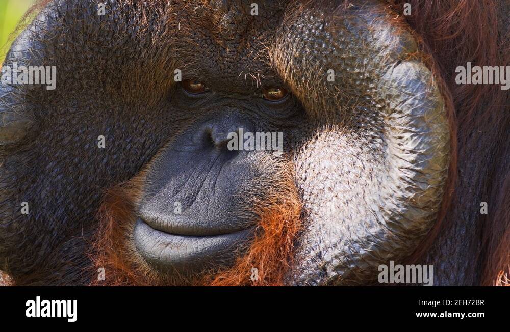 Male orangutans Stock Videos & Footage - HD and 4K Video Clips - Alamy