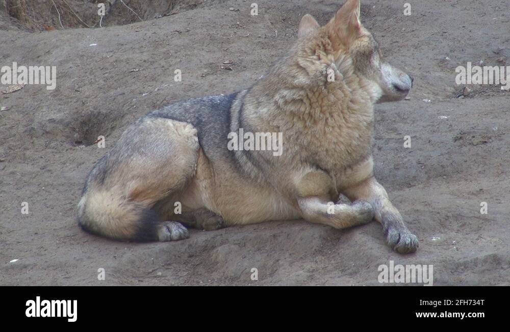 Wolf predators Stock Videos & Footage - HD and 4K Video Clips - Alamy