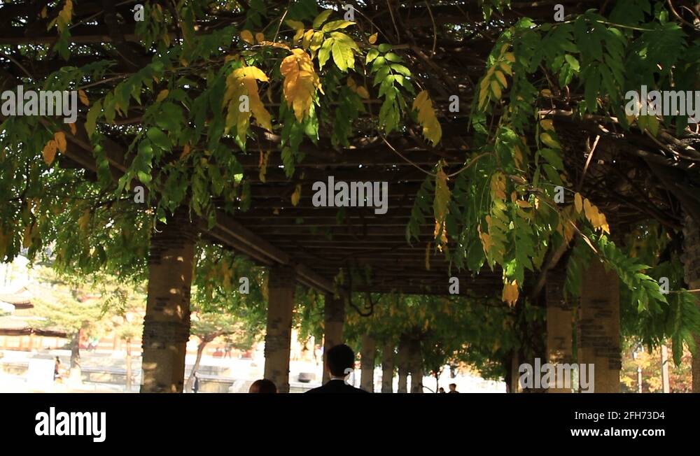 Couple walking under tree Stock Videos & Footage - HD and 4K Video ...