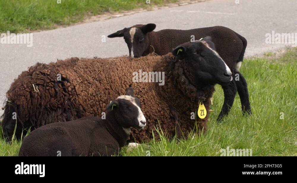 Young sheep lying Stock Videos & Footage - HD and 4K Video Clips - Alamy