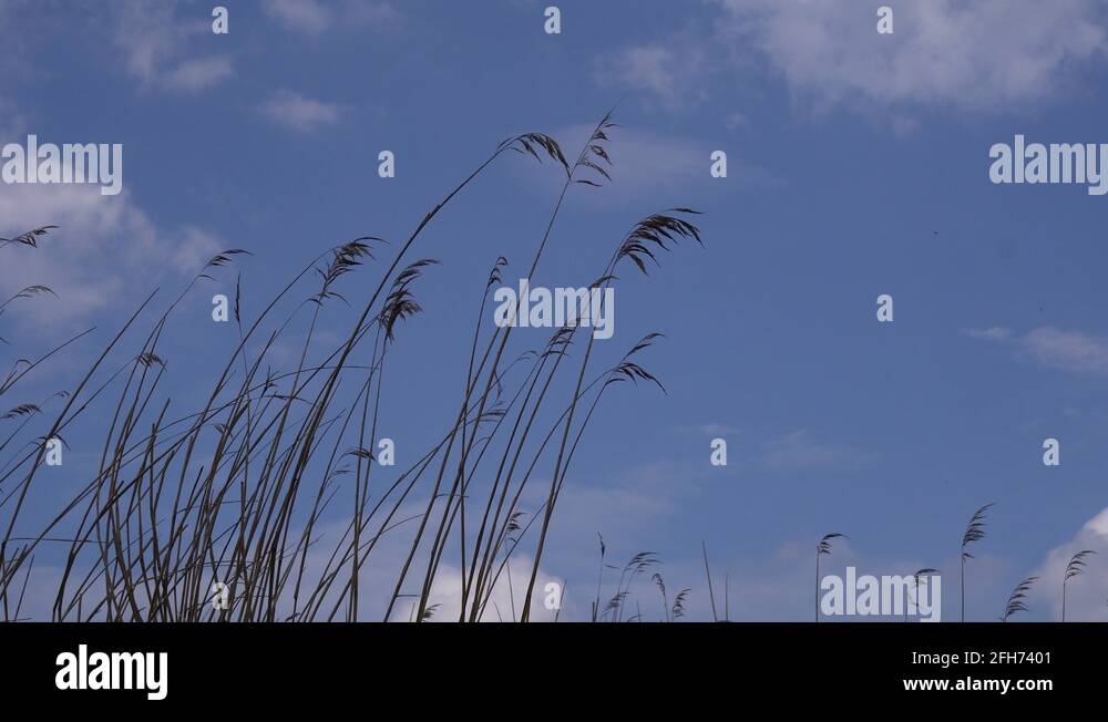 Sky water grass Stock Videos & Footage - HD and 4K Video Clips - Alamy