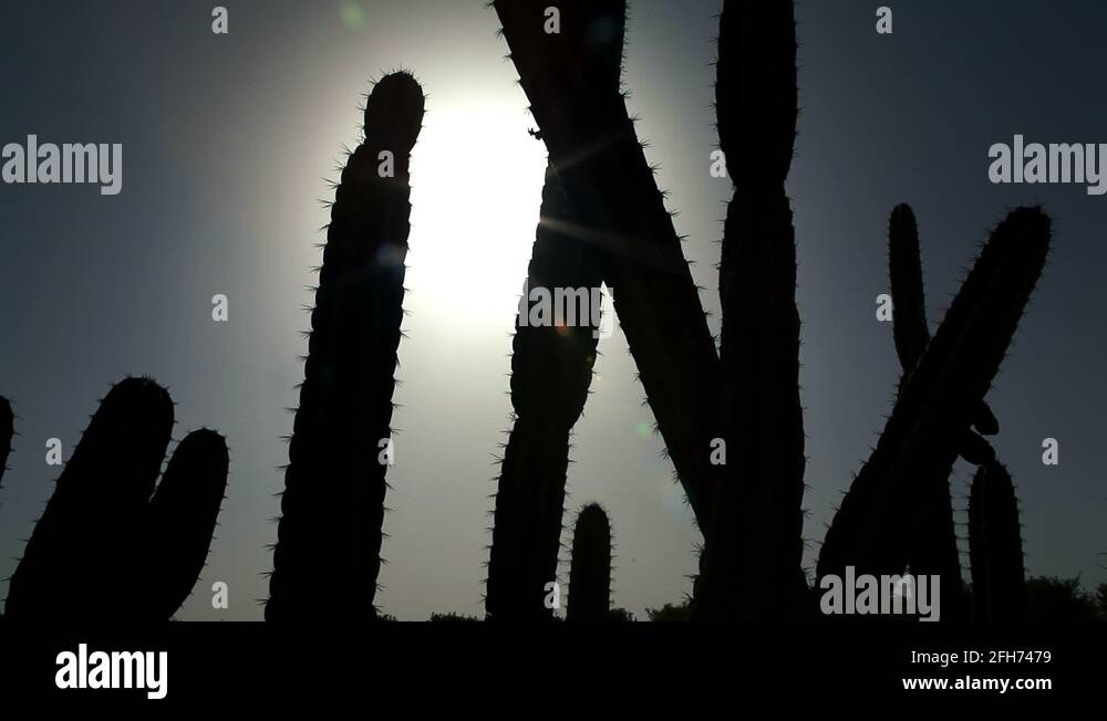 Cactus desert middle east Stock Videos & Footage - HD and 4K Video ...