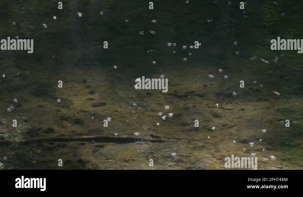 Mayflies aquatic insects Stock Videos & Footage - HD and 4K Video Clips ...