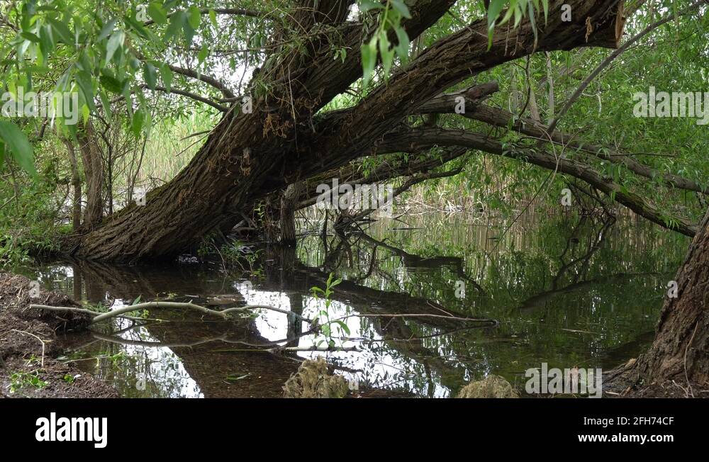 Horizontal tree vegetation Stock Videos & Footage - HD and 4K Video ...