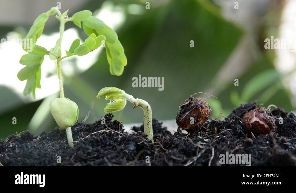 seed to tree, Seeding, Plant seed growing concept Stock Video Footage ...