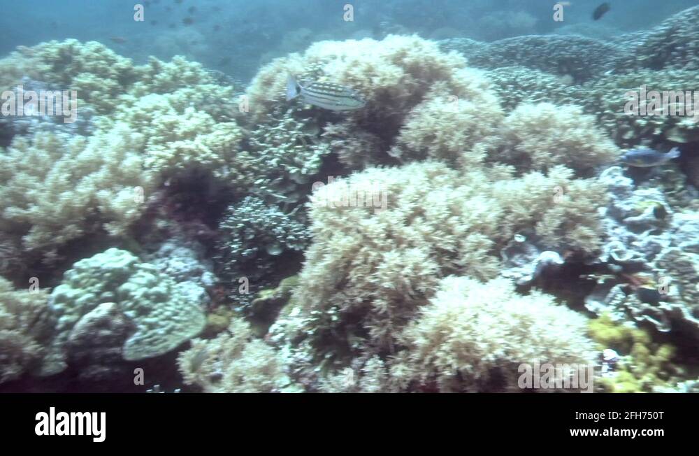 Checkered snapper (Lutjanus decussatus ) in the corals in Zulu sea ...