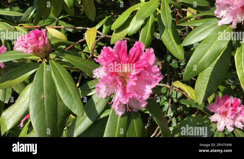 Rhododendron tree in flower Stock Videos & Footage - HD and 4K Video ...