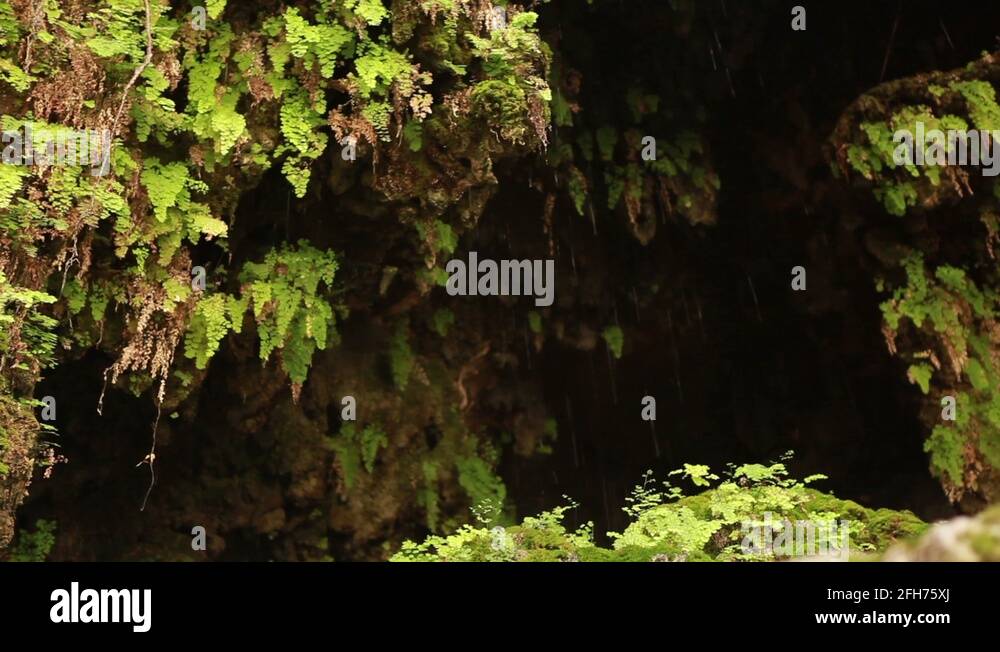 Real ferns Stock Videos & Footage - HD and 4K Video Clips - Alamy