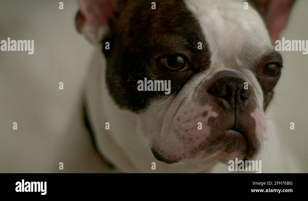 Awake and sleepy Stock Videos & Footage - HD and 4K Video Clips - Alamy