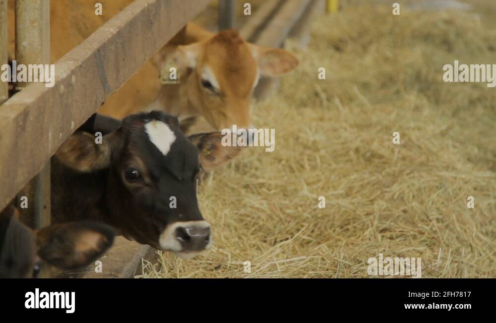 Rack focus dolly shot of cute Jersey calves eating hay behind a gate in ...