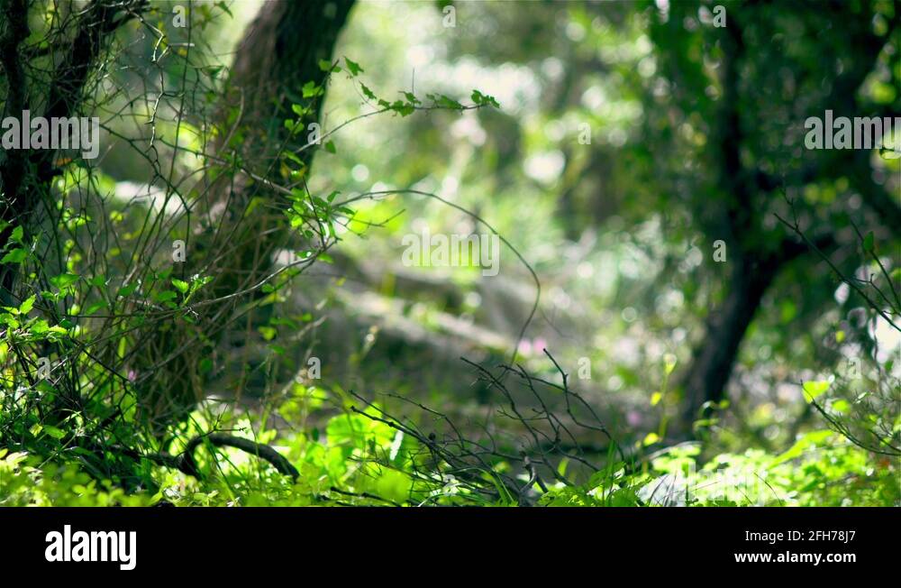 Carmel forest Stock Videos & Footage - HD and 4K Video Clips - Alamy
