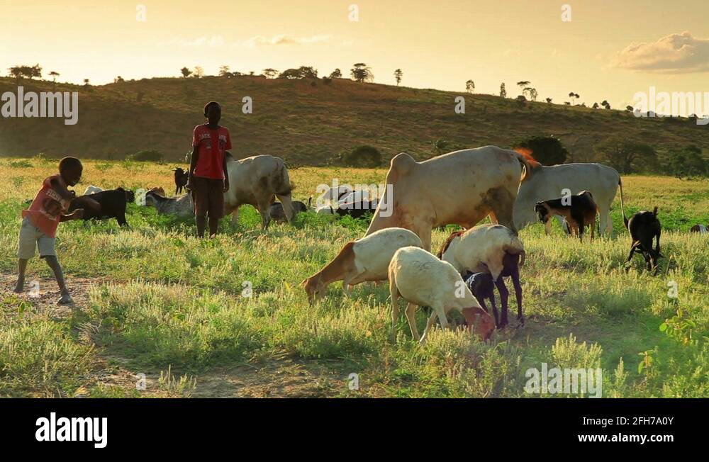 Herding her goats Stock Videos & Footage - HD and 4K Video Clips - Alamy