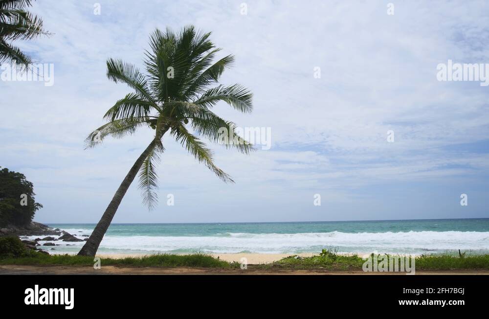 Andaman island tree Stock Videos & Footage - HD and 4K Video Clips - Alamy