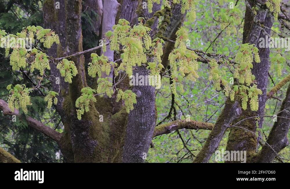 Multi trunked tree Stock Videos & Footage - HD and 4K Video Clips - Alamy