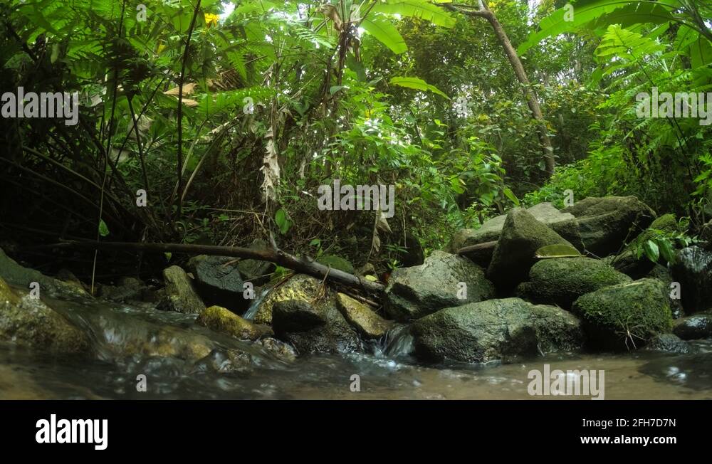 Asia rain forest Stock Videos & Footage - HD and 4K Video Clips - Alamy