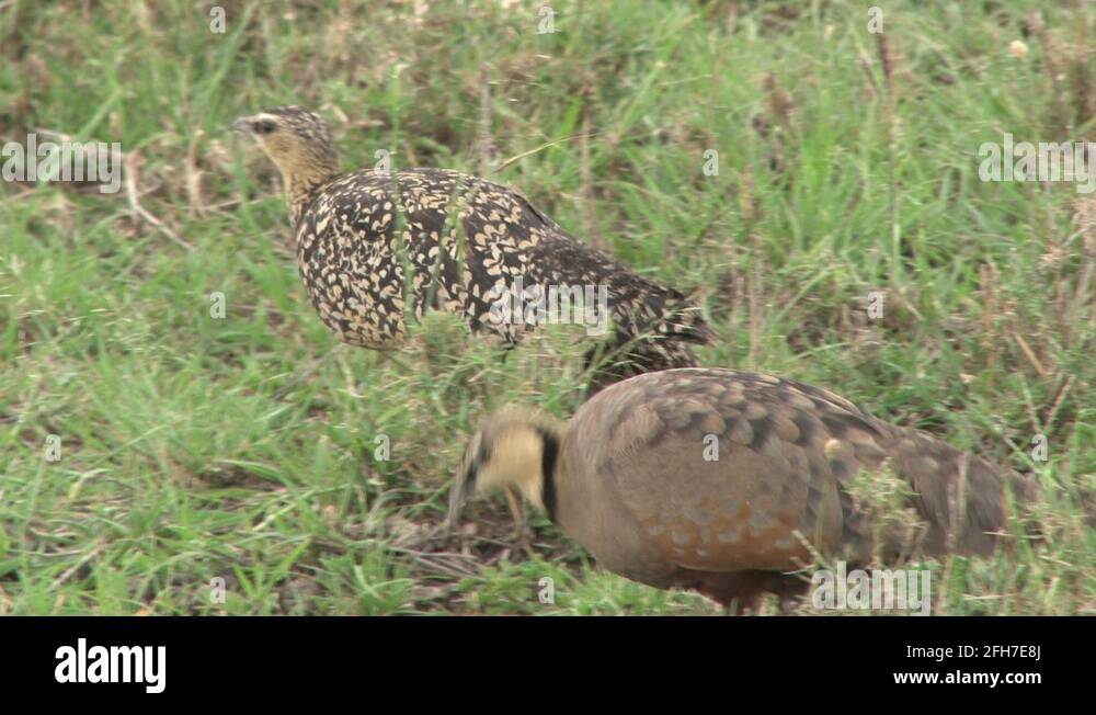 Grouse family Stock Videos & Footage - HD and 4K Video Clips - Alamy