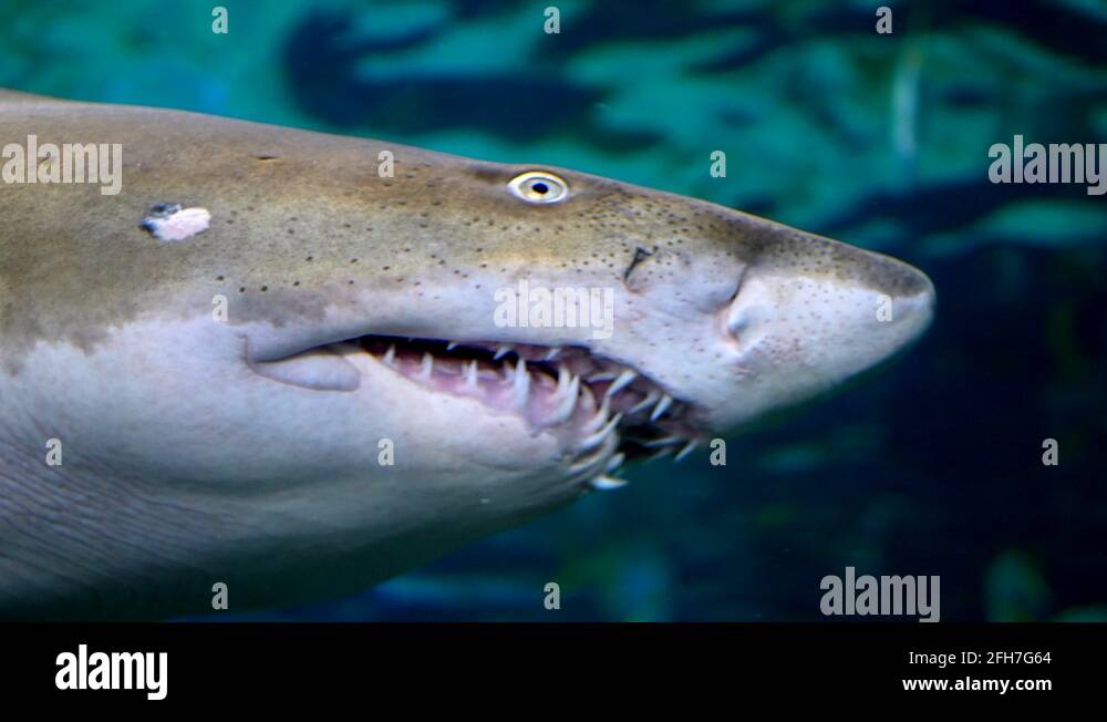 Tiger shark teeth Stock Videos & Footage - HD and 4K Video Clips - Alamy