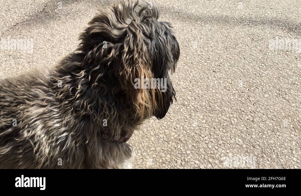 Fluffy cockapoo Stock Videos & Footage - HD and 4K Video Clips - Alamy