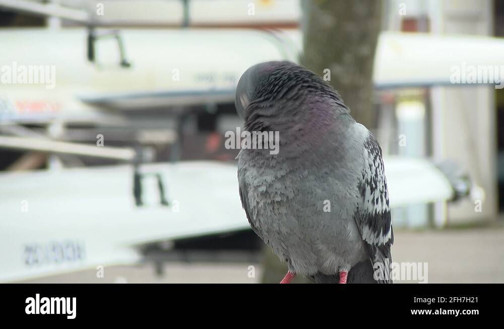 Regular pigeon Stock Videos & Footage - HD and 4K Video Clips - Alamy
