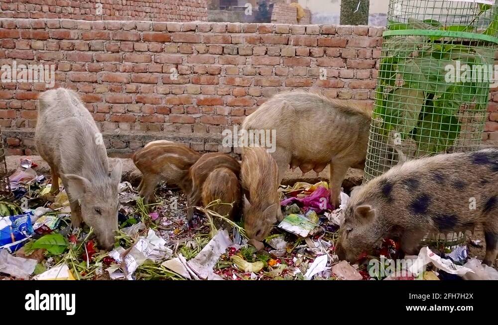 Trash animals Stock Videos & Footage - HD and 4K Video Clips - Alamy