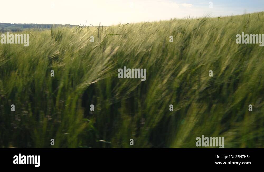 Hay field blowing in the wind Stock Video Footage - Alamy