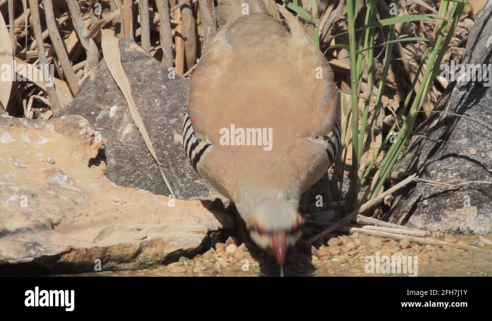 Grey partridge chicks Stock Videos & Footage - HD and 4K Video Clips ...