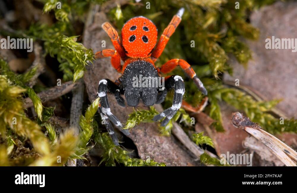 Ladybird spider Stock Videos & Footage - HD and 4K Video Clips - Alamy