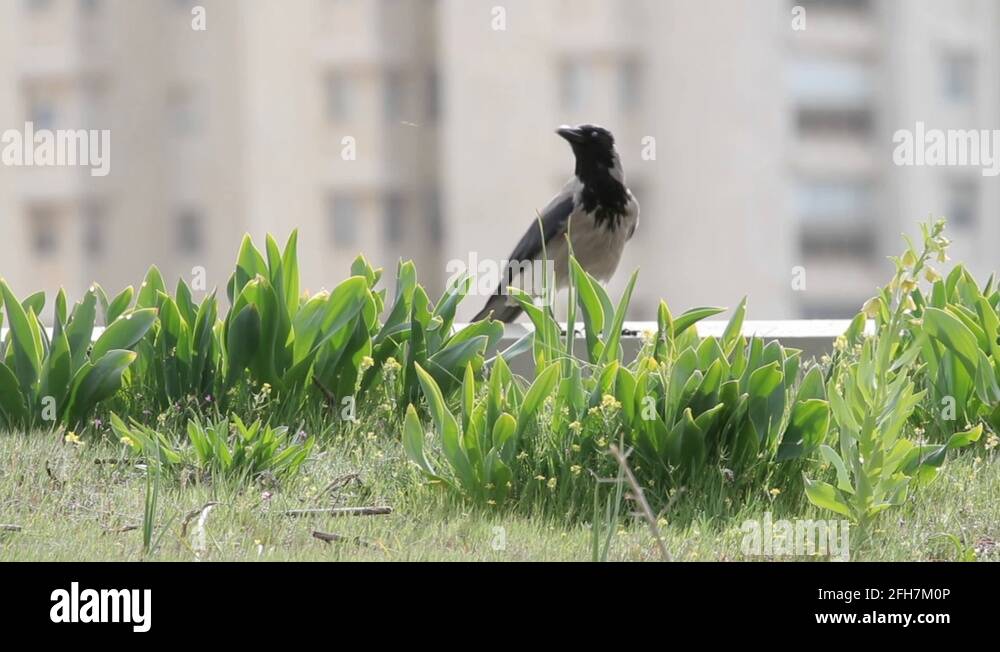 Urban fauna Stock Videos & Footage - HD and 4K Video Clips - Alamy